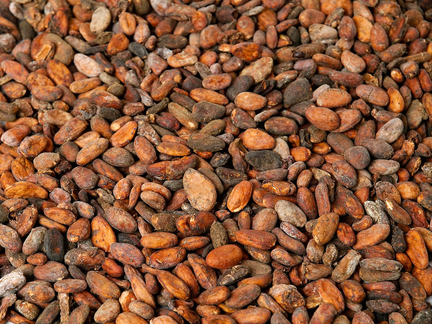 Classic Caffee - Die ganze Welt des Kaffees - Geroestete Kakaobohnen ...